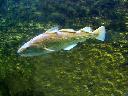 fezzanclub ( club de peche ): qques types de poissons de mer